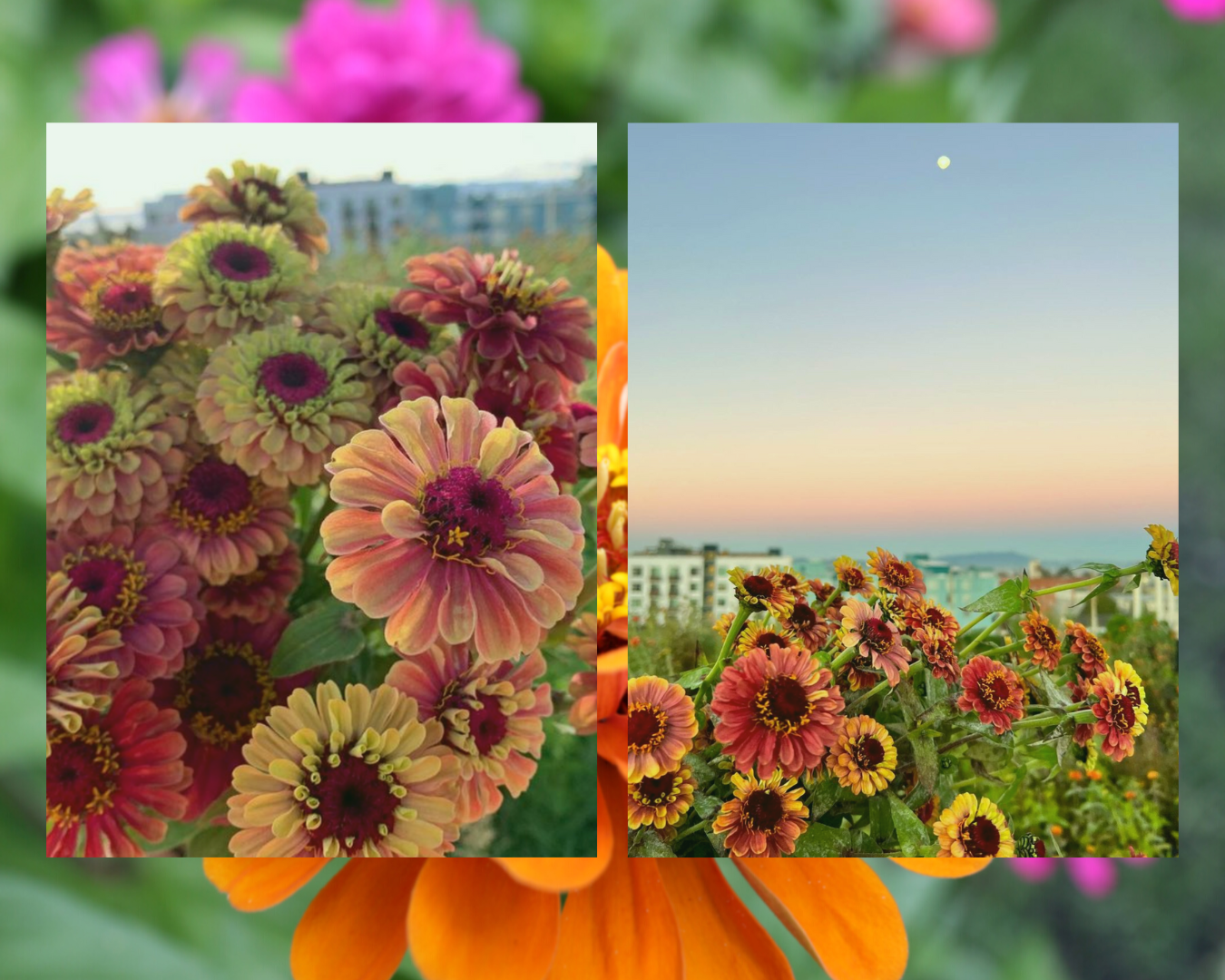 Photos: Bluma Flower Farm